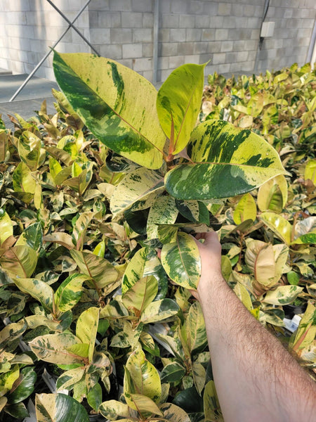 FICUS - SHIVEREANA MOONSHINE – Centre Jardin Cloutier