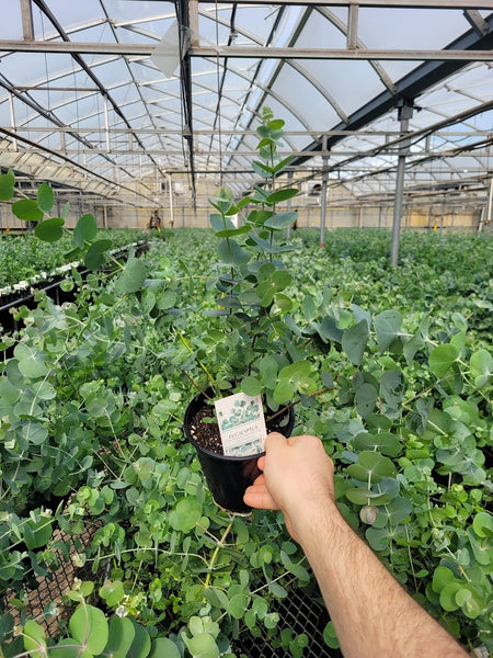 EUCALYPTUS – Centre Jardin Cloutier