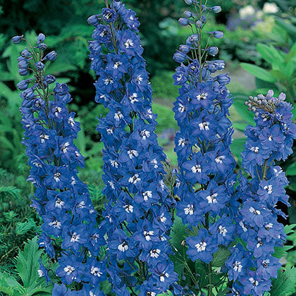 DELPHINIUM X PACIFIC GIANT - BLUE BIRD – Centre Jardin Cloutier