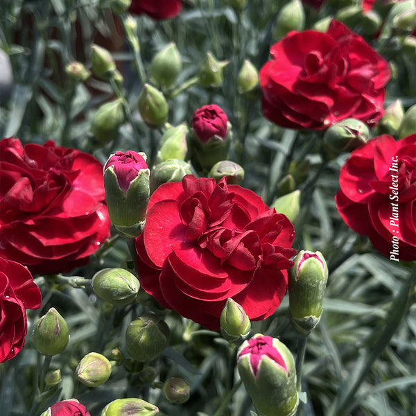 DIANTHUS SCENT FIRST - PASSION – Centre Jardin Cloutier
