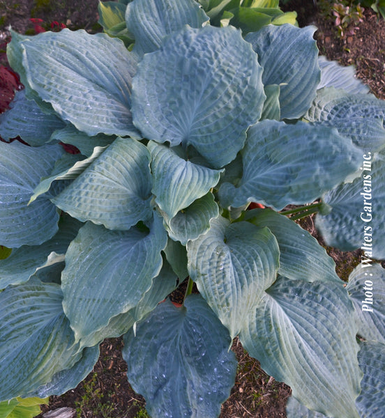 HOSTA SHADOWLAND® - DIAMOND LAKE – Centre Jardin Cloutier