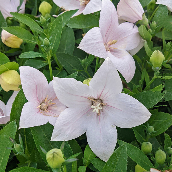 PLATYCODON POP STAR - PINK – Centre Jardin Cloutier