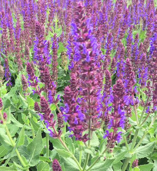 SALVIA COLOR SPIRES® - VIOLET RIOT – Centre Jardin Cloutier