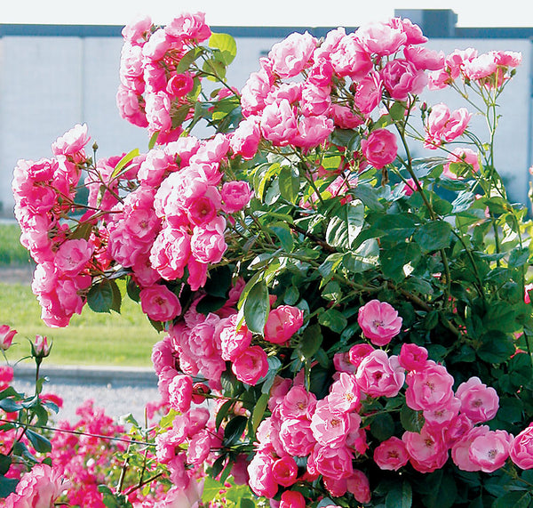 ROSA - ANGELA – Centre Jardin Cloutier