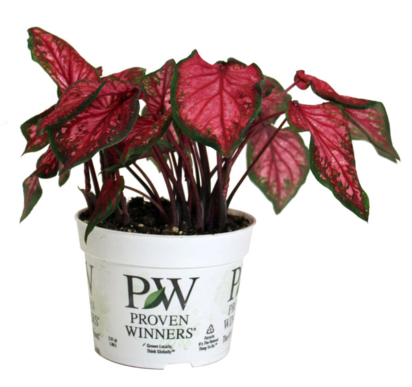 CALADIUM - SCARLET FLAME – Centre Jardin Cloutier