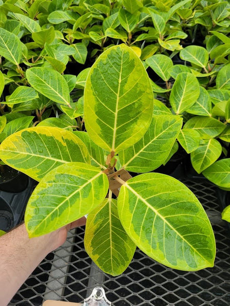 FICUS - ALTISSIMA CV. VARIEGATA – Centre Jardin Cloutier