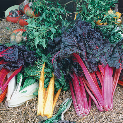 BETTE A CARDE - CELEBRATION – Centre Jardin Cloutier