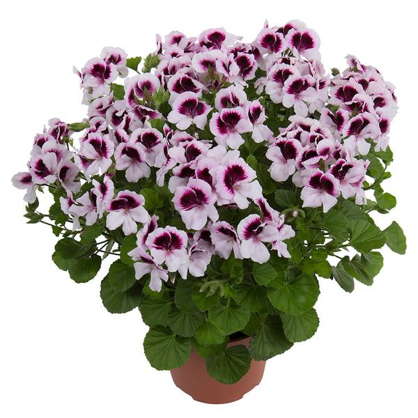 GERANIUM MOSQUITAWAY - LIZZY – Centre Jardin Cloutier