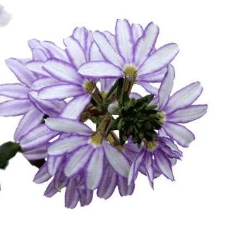 SCAEVOLA SCALORA - DIAMOND – Centre Jardin Cloutier