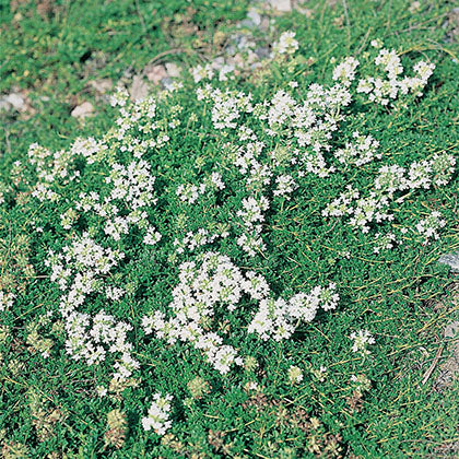 THYMUS SERPYLLUM - ALBUS – Centre Jardin Cloutier